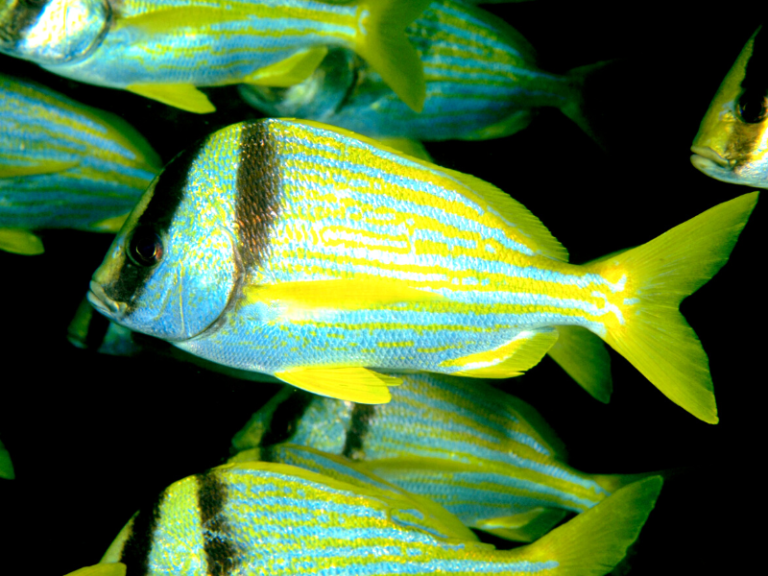 Types of Grunt Fish and How to Catch Them - Irvine Lake