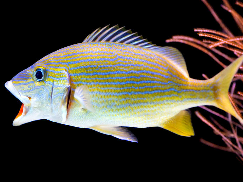 Types of Grunt Fish and How to Catch Them - Irvine Lake