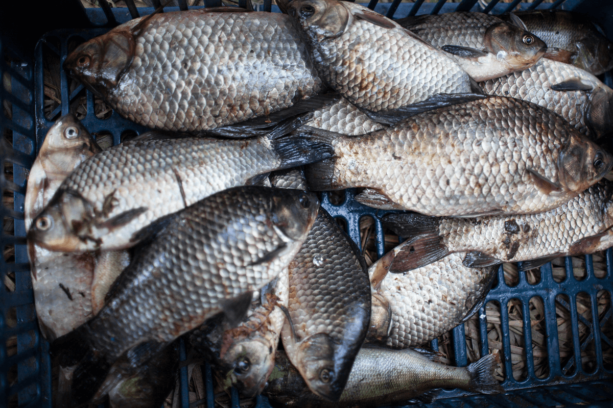 Is Carp Good To Eat (Or Bad)? [Taste, Safe & Prepare] - Irvine Lake