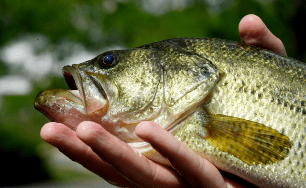 Smallest Bass In The World