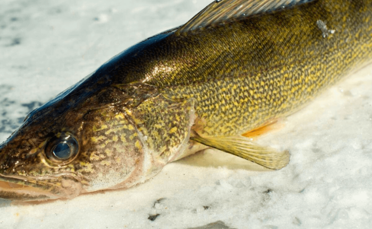Walleye Teeth Facts: Everything You Need To Know - Irvine Lake