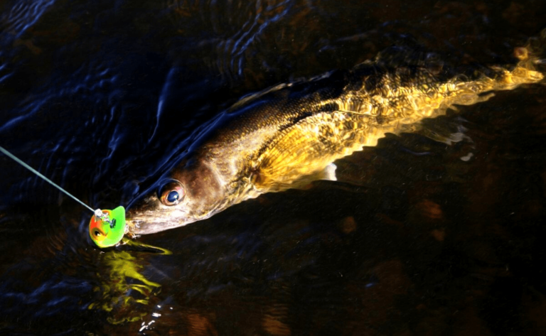 Walleye Rigging Guide (With Pictures) - Irvine Lake