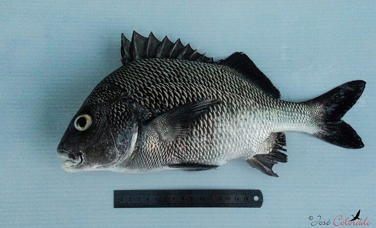 Types of Grunt Fish and How to Catch Them - Irvine Lake