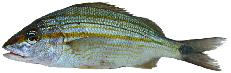 Types of Grunt Fish and How to Catch Them - Irvine Lake