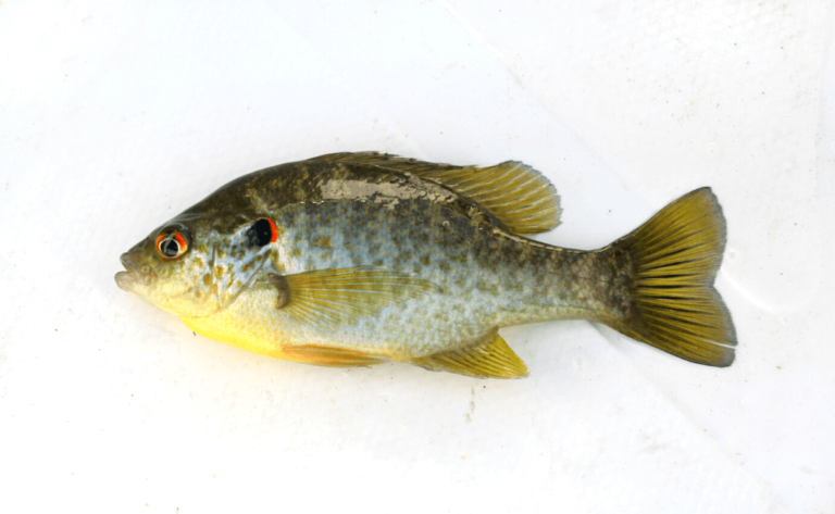 Shell Cracker Fish Facts (Lepomis microlophus) - Irvine Lake