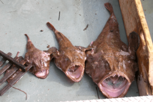 Monkfish Facts: How to Catch & Cook - Irvine Lake