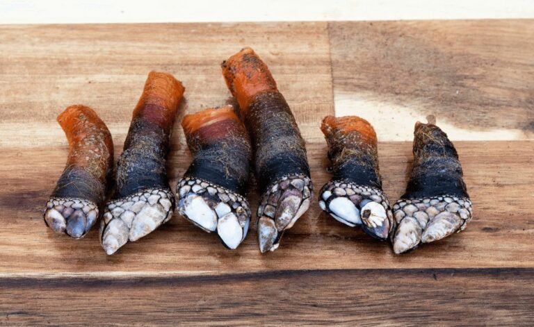 Can You Eat Gooseneck Barnacles? [Are they Safe?] - Irvine Lake