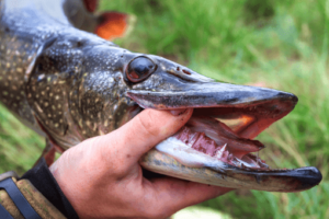 Northern Pike Teeth Facts & Handling Tips - Irvine Lake