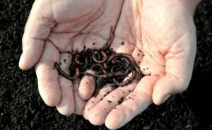 How To Grow Worms for Fishing Bait [Step by Step Guide] - Irvine Lake