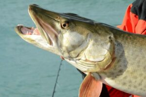 Muskie Teeth Facts & Handling Tips - Irvine Lake