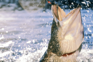 Northern Pike Teeth Facts & Handling Tips - Irvine Lake