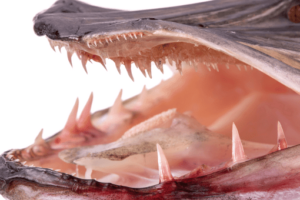 Northern Pike Teeth Facts & Handling Tips - Irvine Lake
