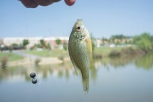 What Fishing Line Can Fish See? - Irvine Lake