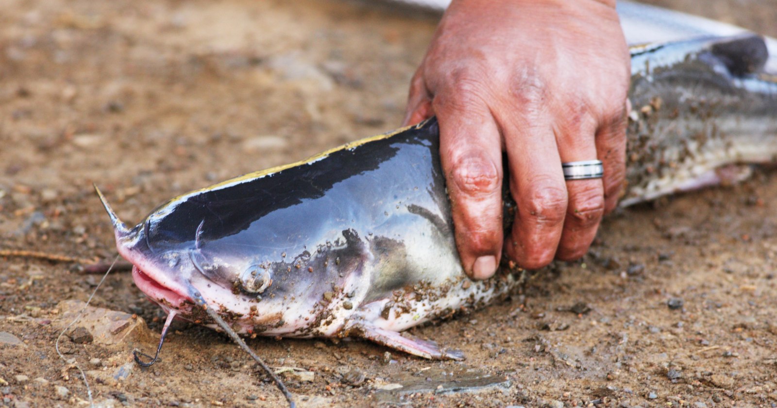 What Is The Best Way To Rig For Catfish? - Irvine Lake