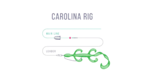 Carolina Rig VS Texas Rig Know When to Use - Irvine Lake