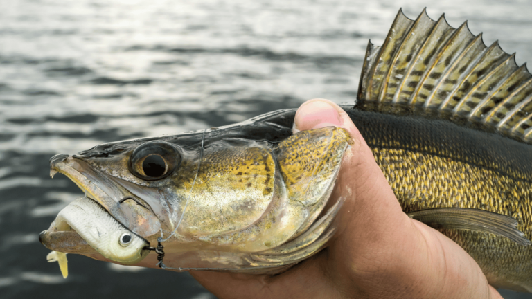 Bottom Bouncing Rig For Walleye (Everything You Need To Know) - Irvine Lake